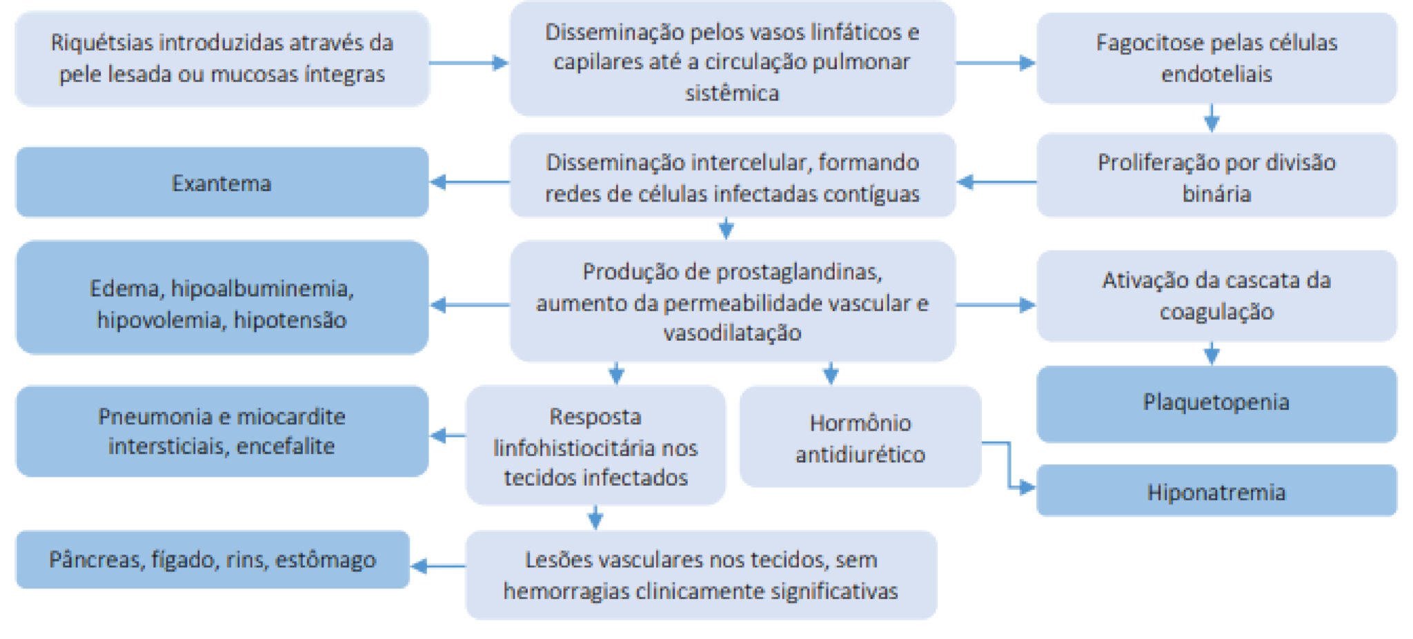 FEBRE MACULOSA BRASILEIRA - Laboratório Laborclínica